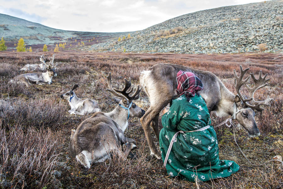 Meet the Tsaatan ( Dukha ) Nomads | Mongolia tours 2026 - 2027