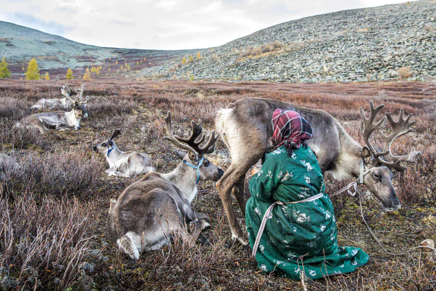 Meet the Tsaatan ( Dukha ) Nomads | Mongolia tours 2026 - 2027